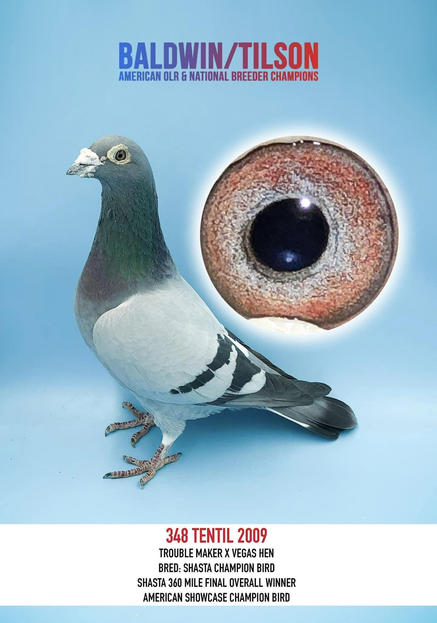 4004, Inbred 348 Baldwin - raced at Blue Bucket Cock - BestPigeons.com