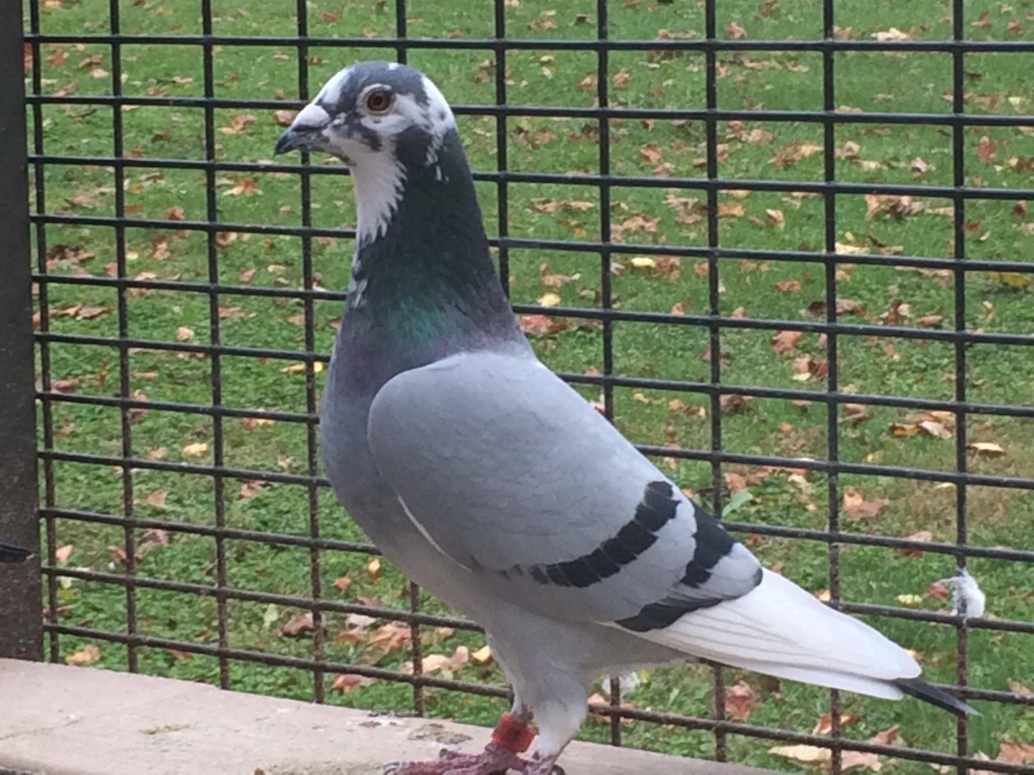 4004, Inbred 348 Baldwin - raced at Blue Bucket Cock - BestPigeons.com