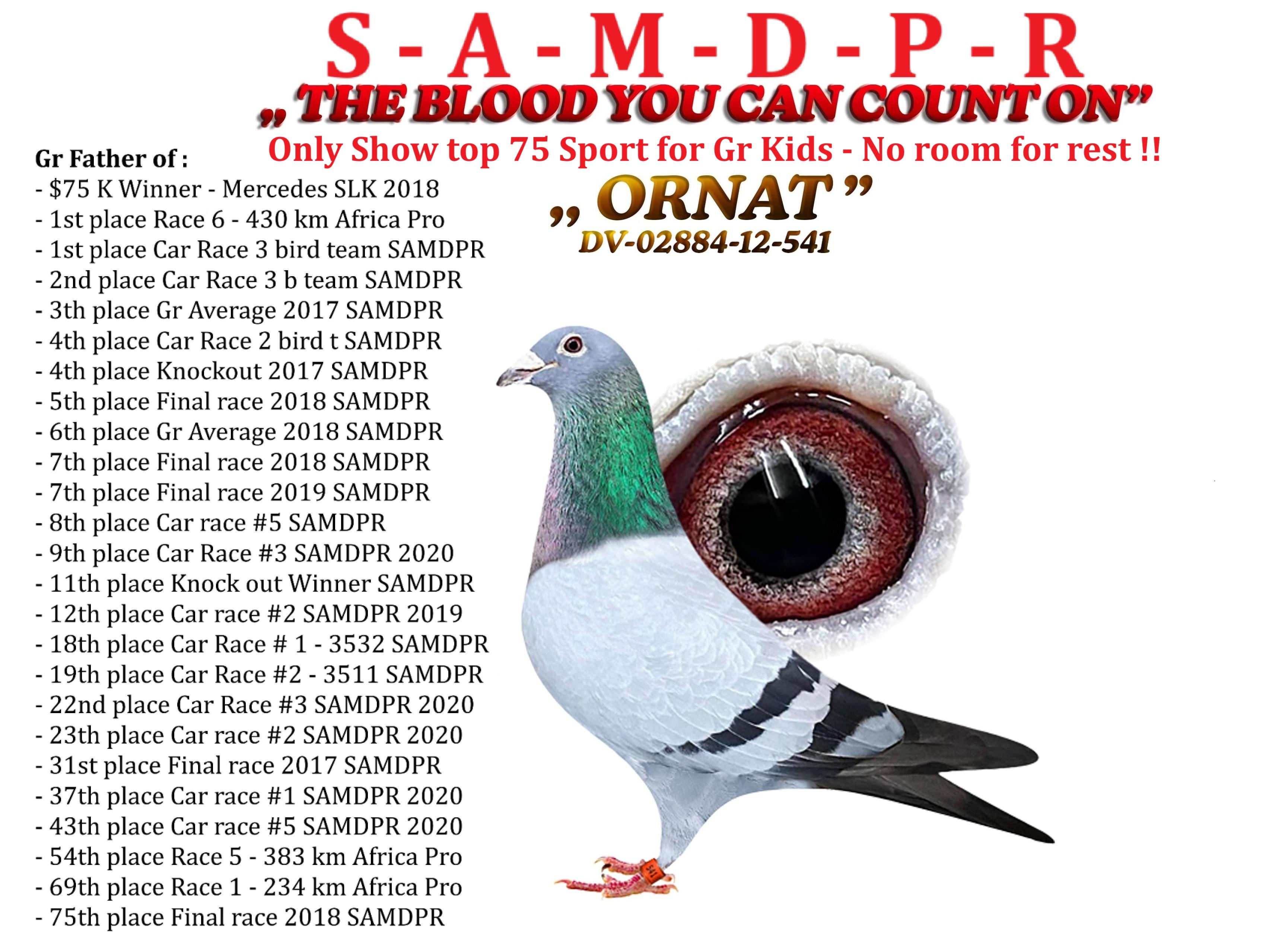 ADO FAMILY LOFT - BestPigeons.com