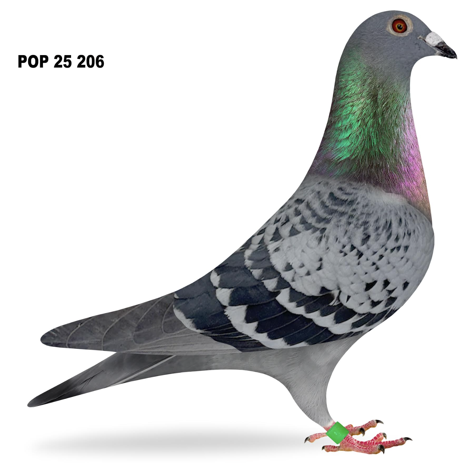 POP 206 - Scorpion Miss Nikki - BestPigeons.com