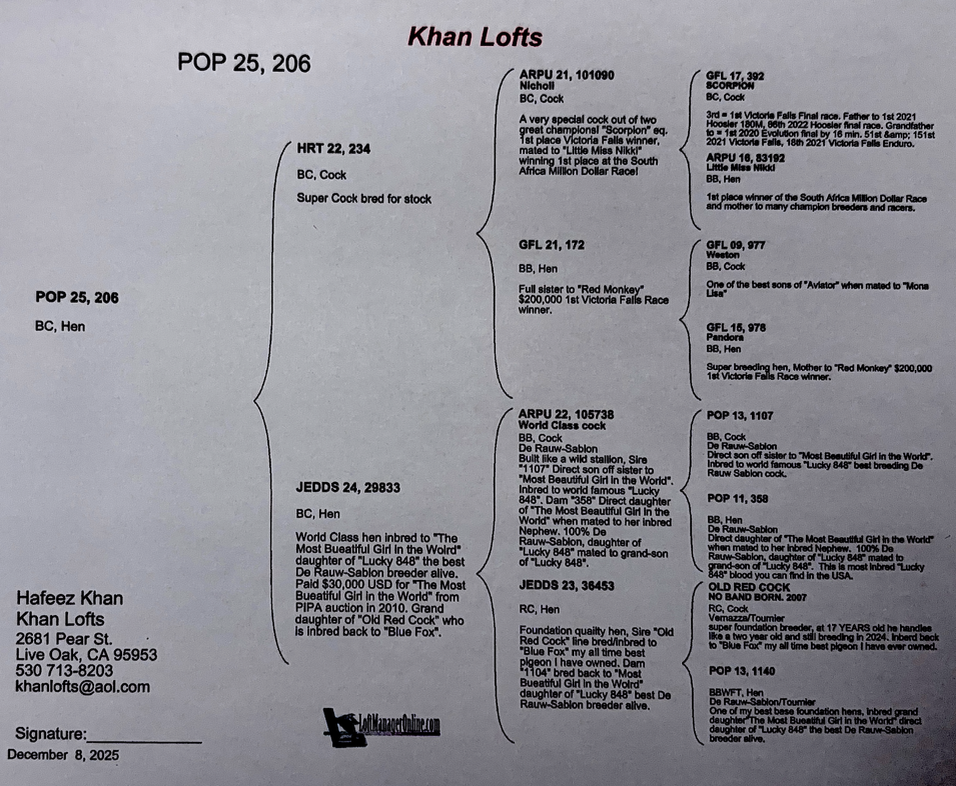 POP 206 - Scorpion Miss Nikki - BestPigeons.com