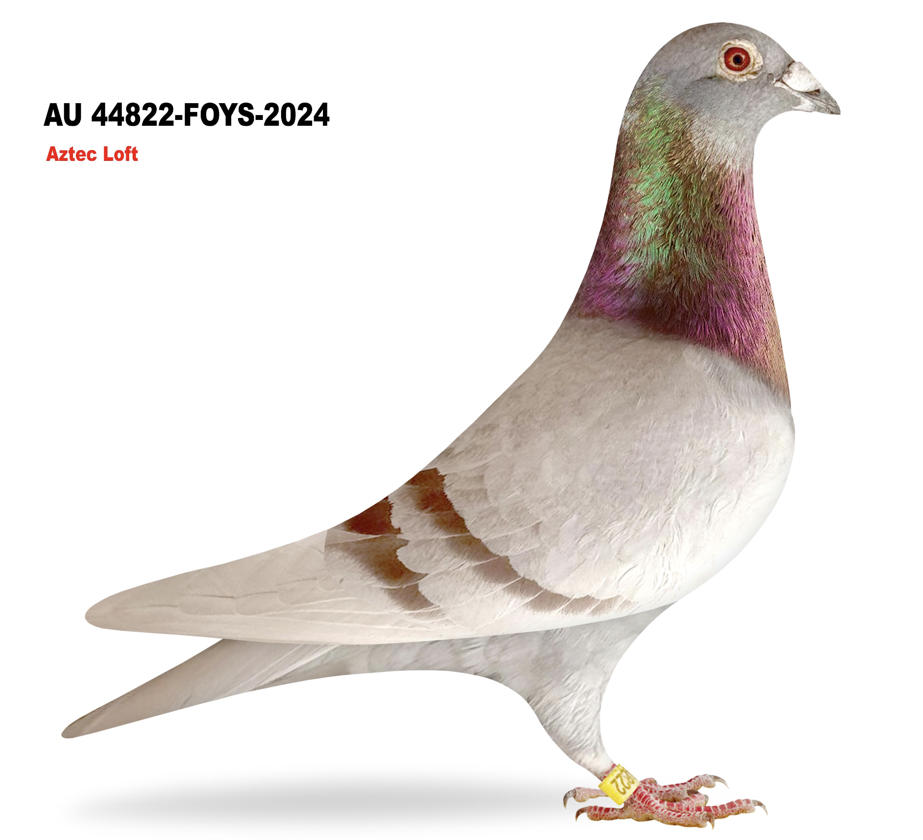 SOLD LIVE $600 Lot 35: ARPU 44822 - Aztec Loft - BestPigeons.com