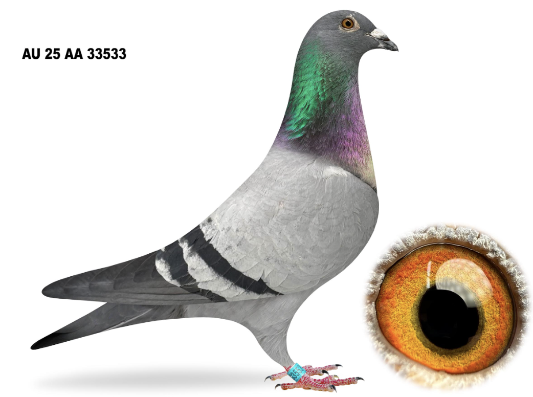 AA 33533 - Hoosier Iron Clad - BestPigeons.com