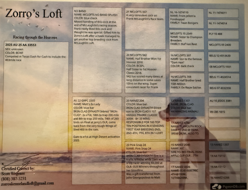 AA 33533 - Hoosier Iron Clad - BestPigeons.com