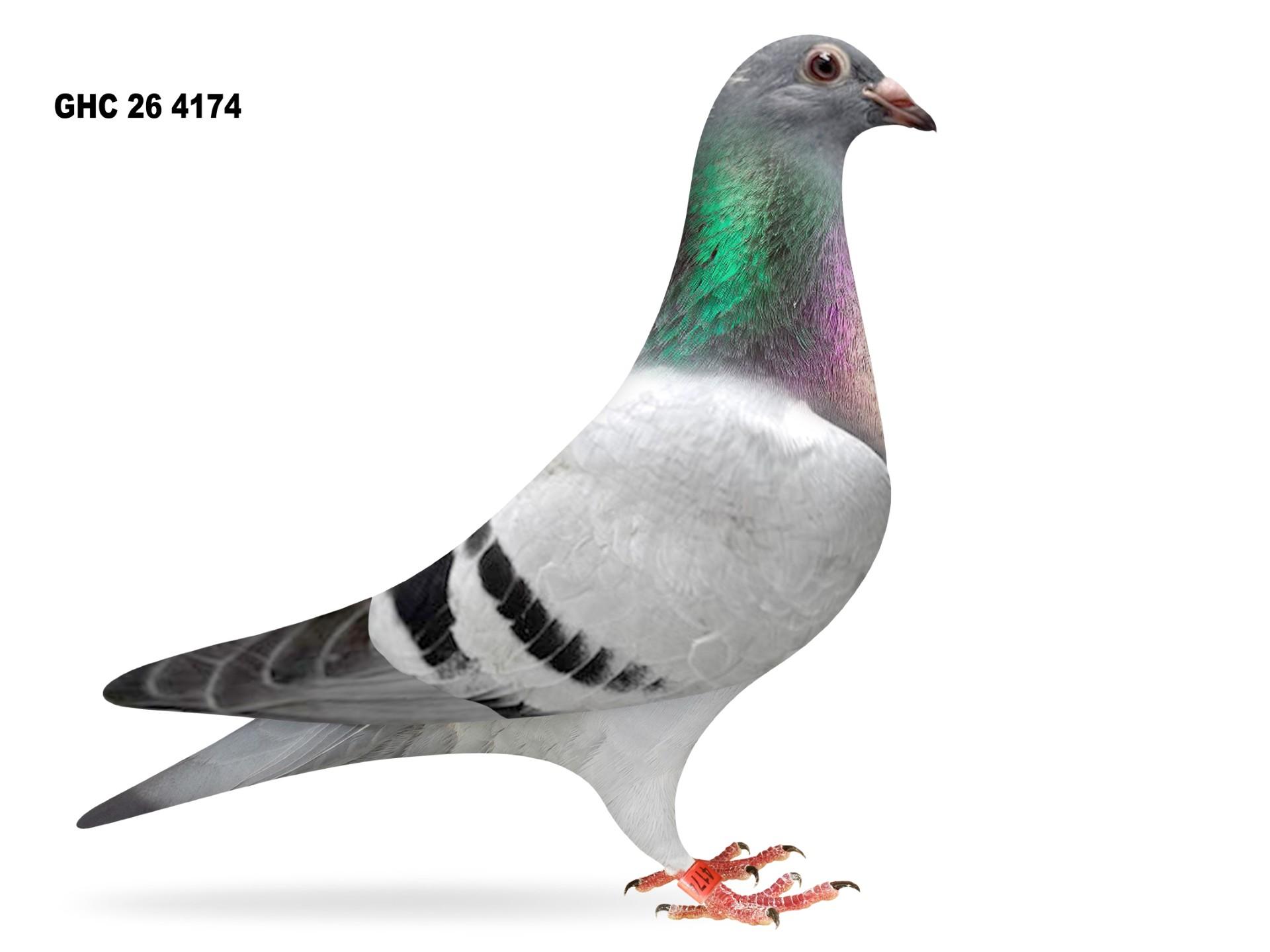 7 Bird Racing Kit - BestPigeons.com