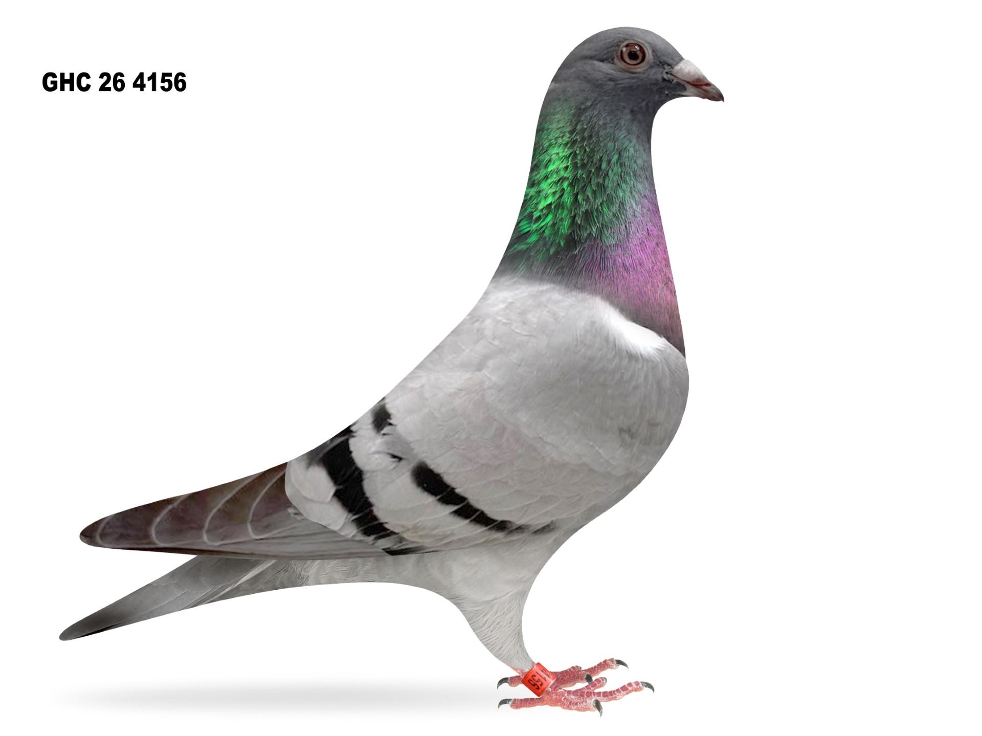 7 Bird Racing Kit - BestPigeons.com