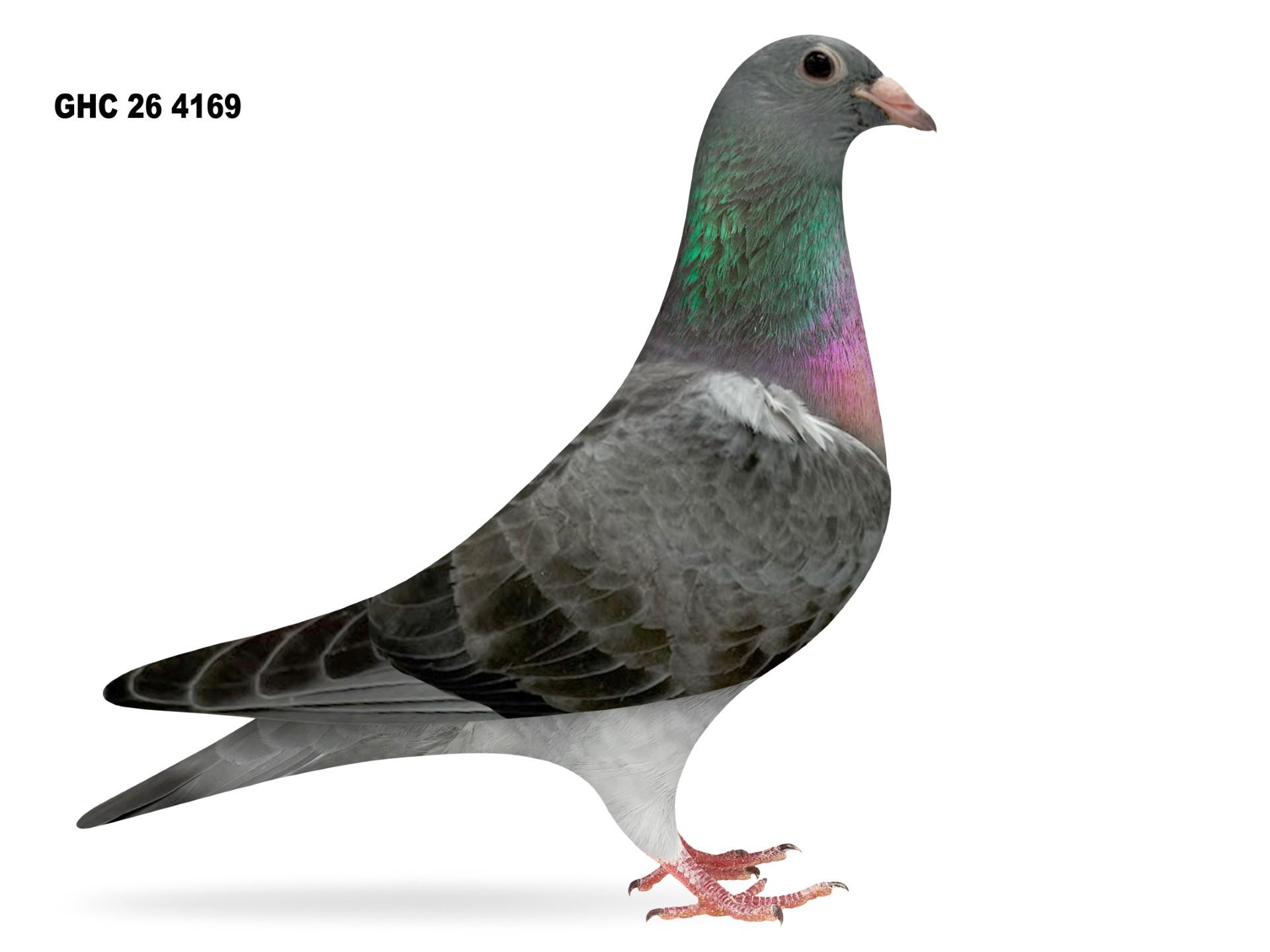 7 Bird Racing Kit - BestPigeons.com