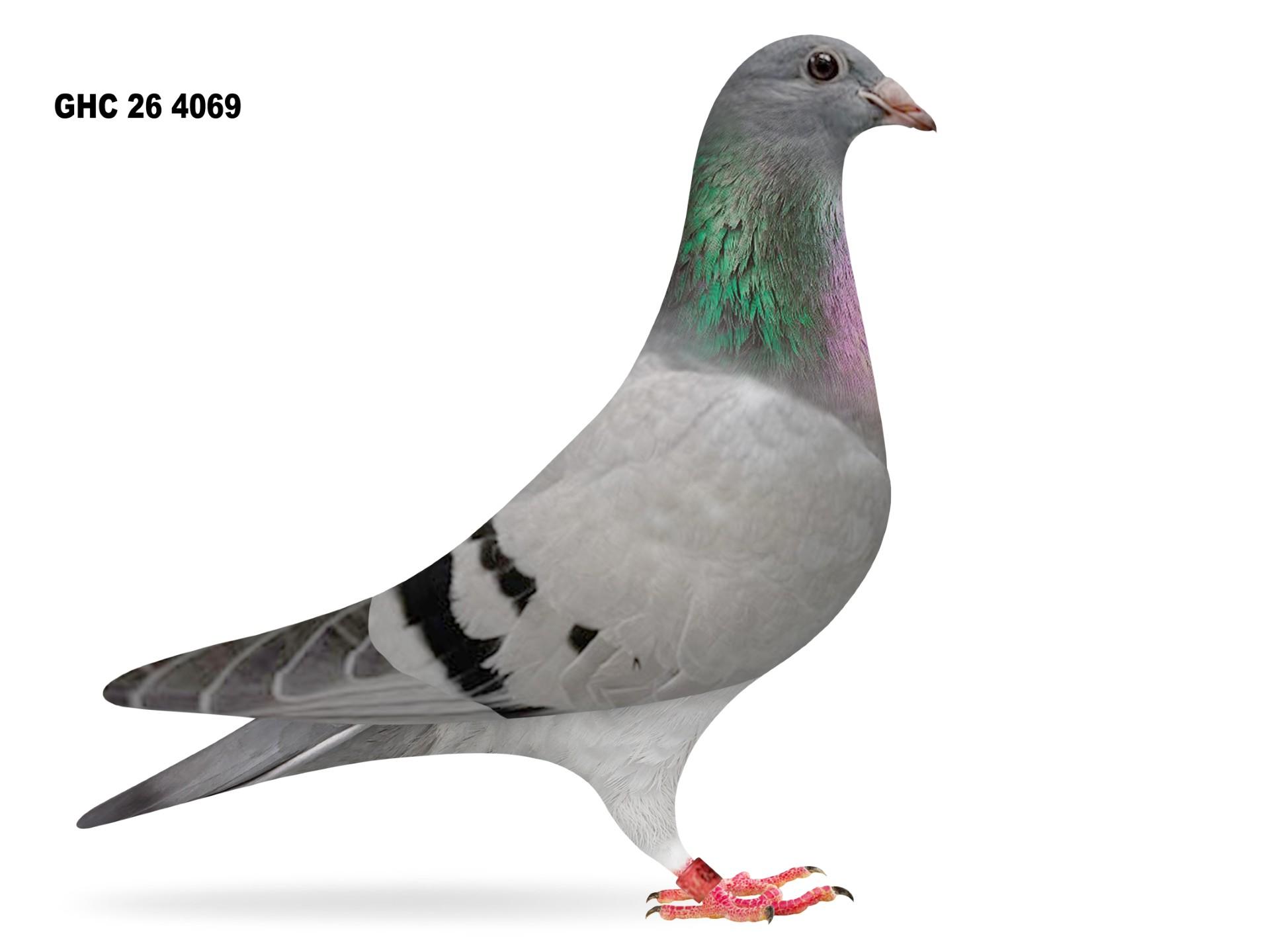 7 Bird Racing Kit - BestPigeons.com
