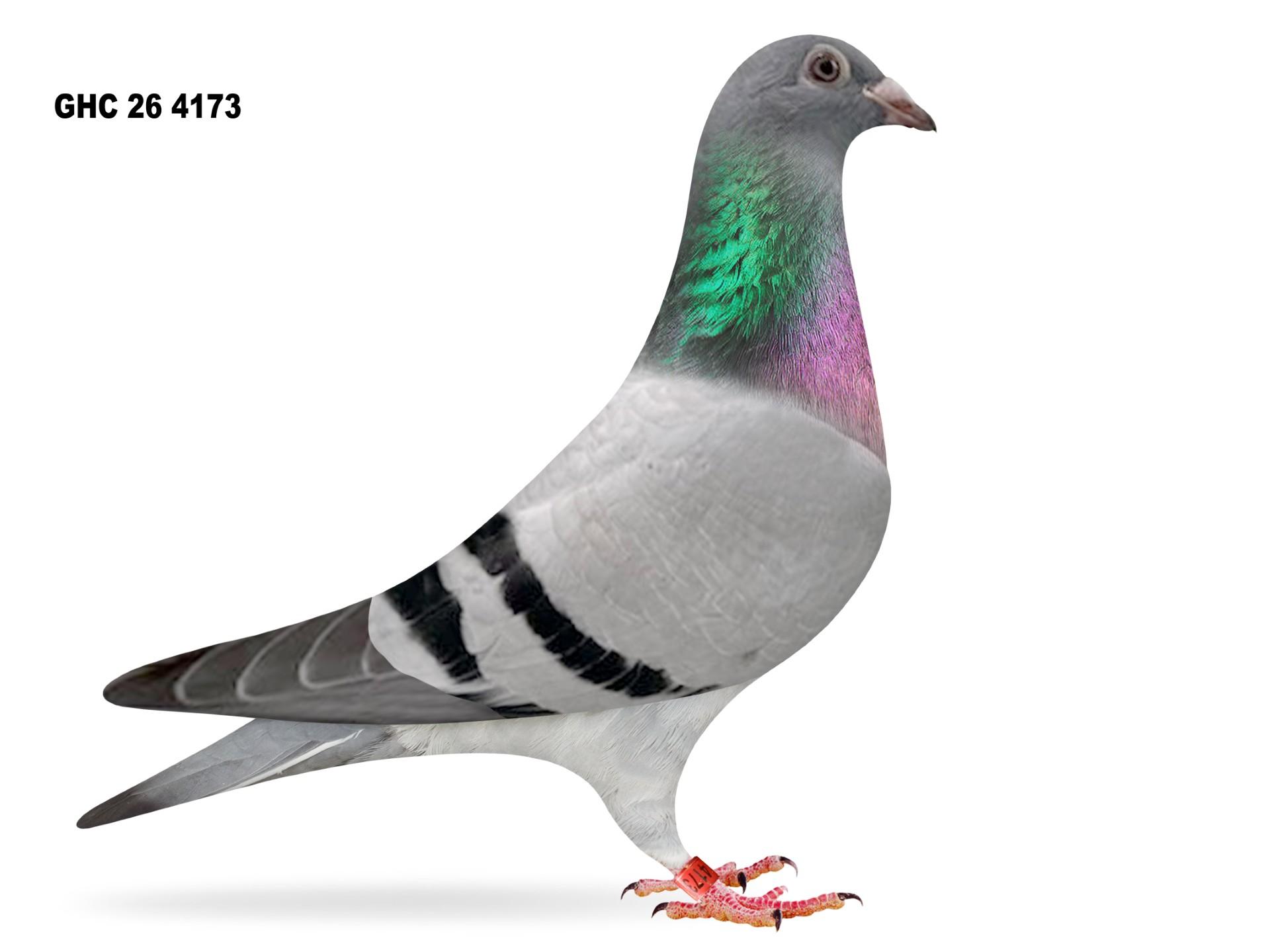 6 Bird Racing Kit - BestPigeons.com