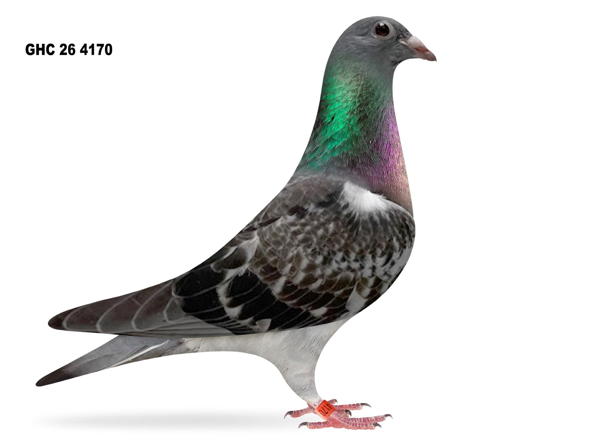 6 Bird Racing Kit - BestPigeons.com