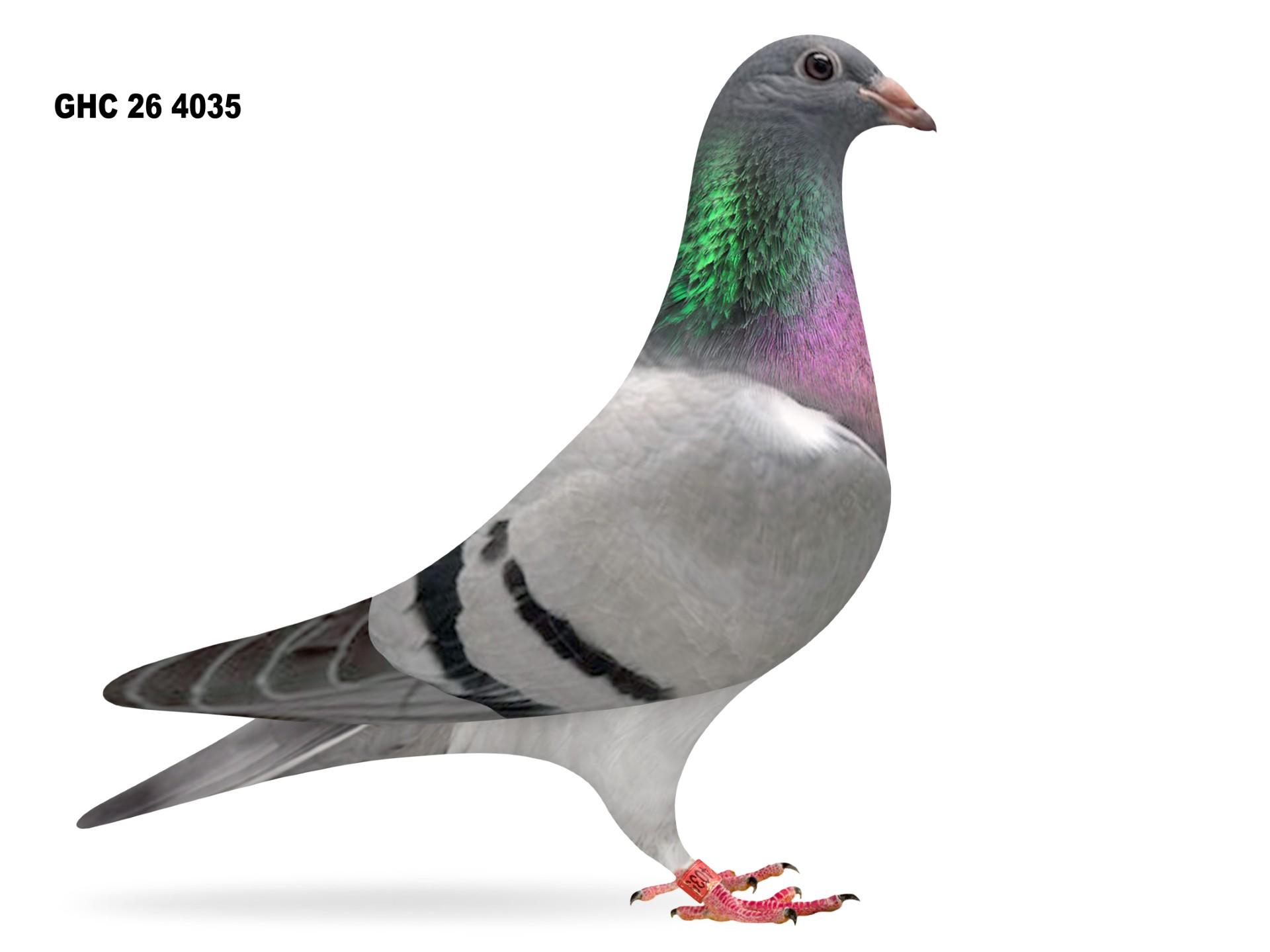 6 Bird Racing Kit - BestPigeons.com