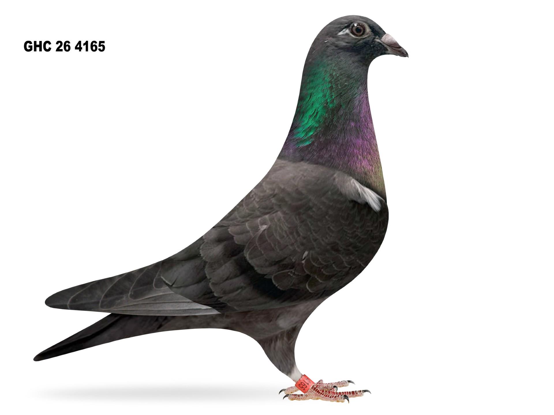 6 Bird Racing Kit - BestPigeons.com