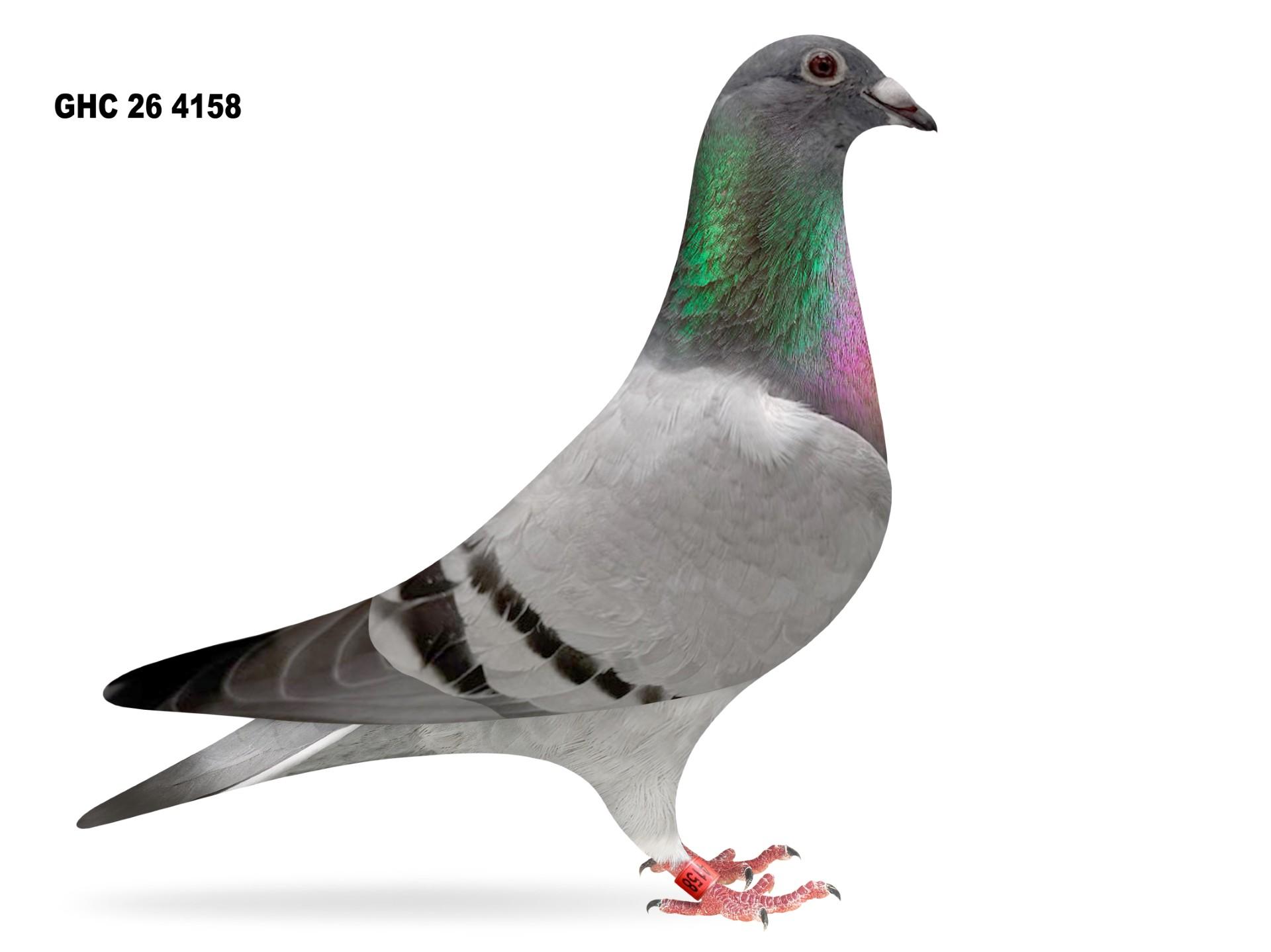 6 Bird Racing Kit - BestPigeons.com